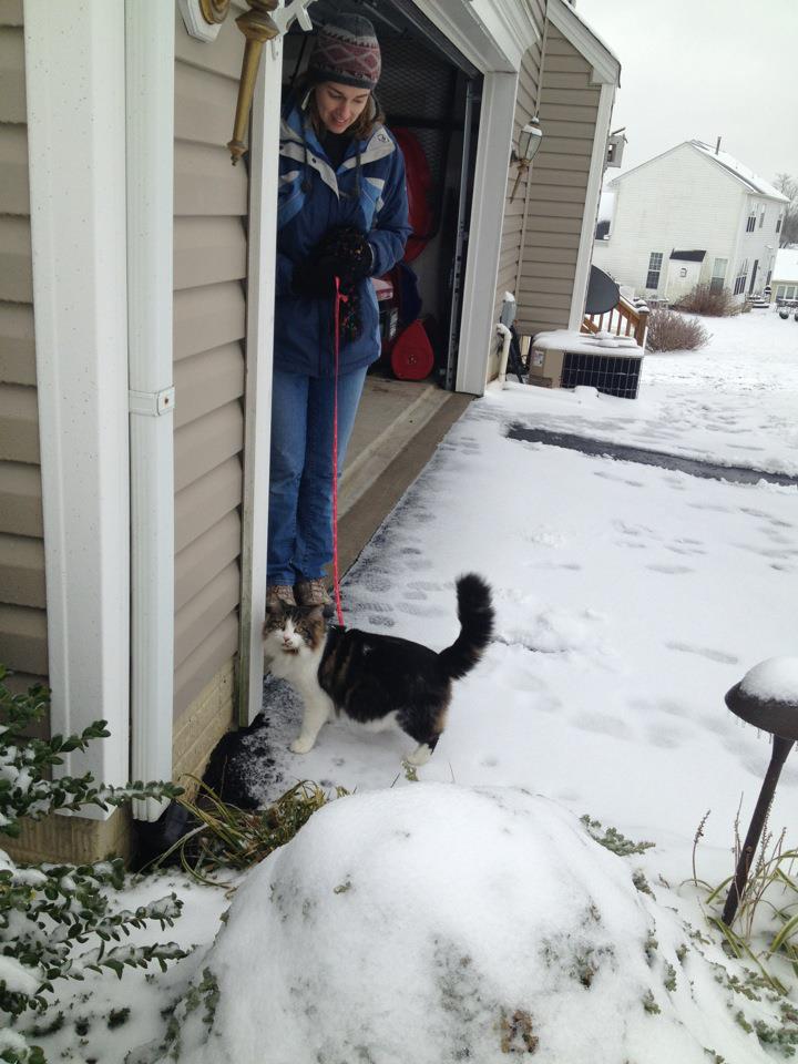 Leash Train Your Cat in 7 Excruciating Steps – Clover and Thyme